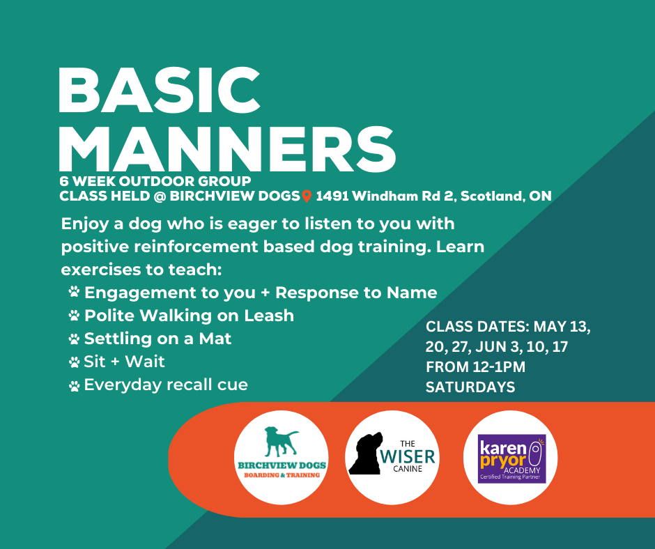 Dog Training Classes – Birchview Dogs Boarding & Training